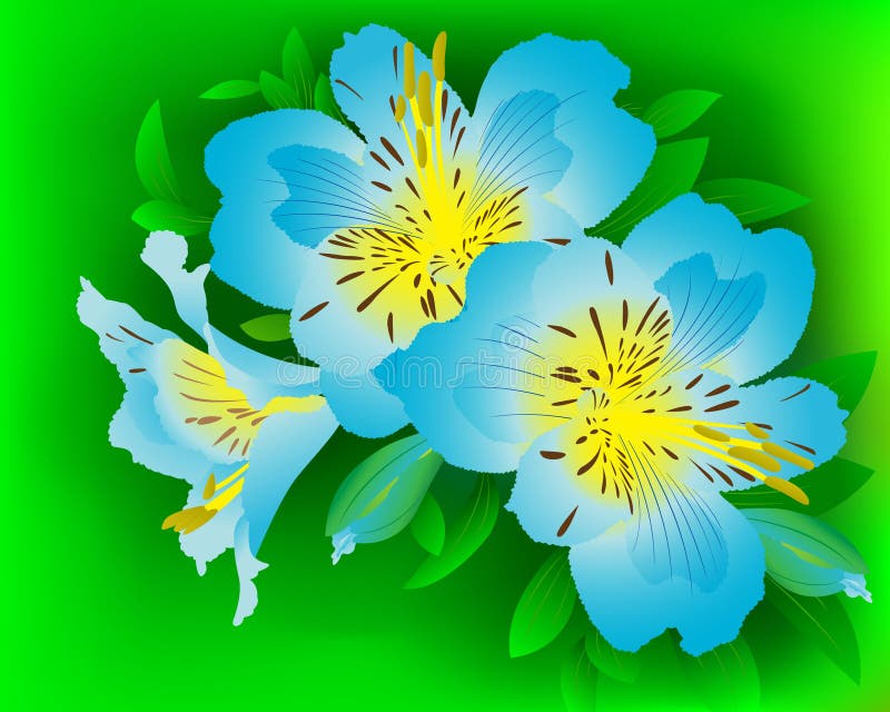 Lily stock vector. Illustration of decoration, background - 13228270