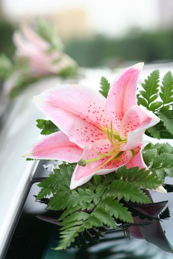 425 Peace Lily Sign Stock Photos - Free & Royalty-Free Stock Photos ...