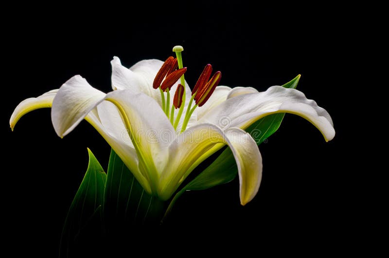 Easter lilly stock image. Image of black, yellow, light, macro - 1635