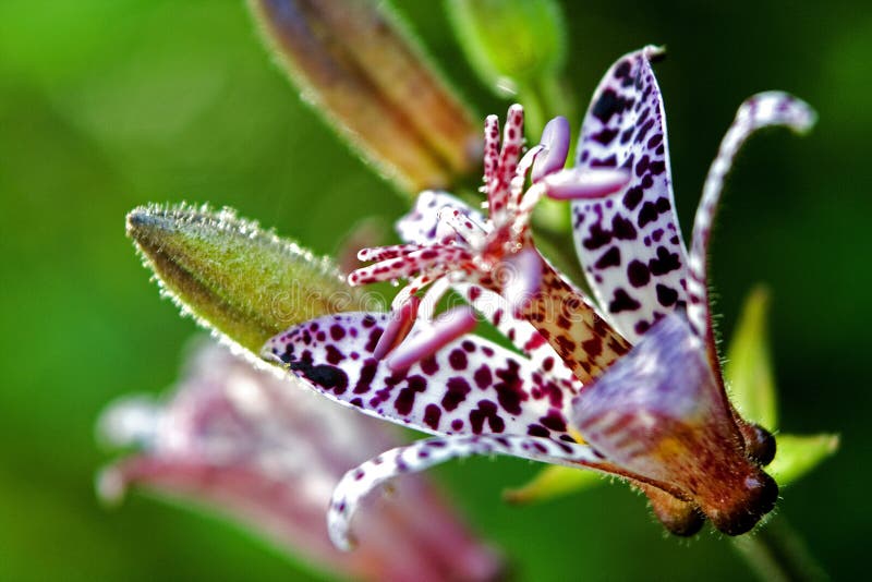 Centaurea macrocephala stock photo. Image of botanical - 277816