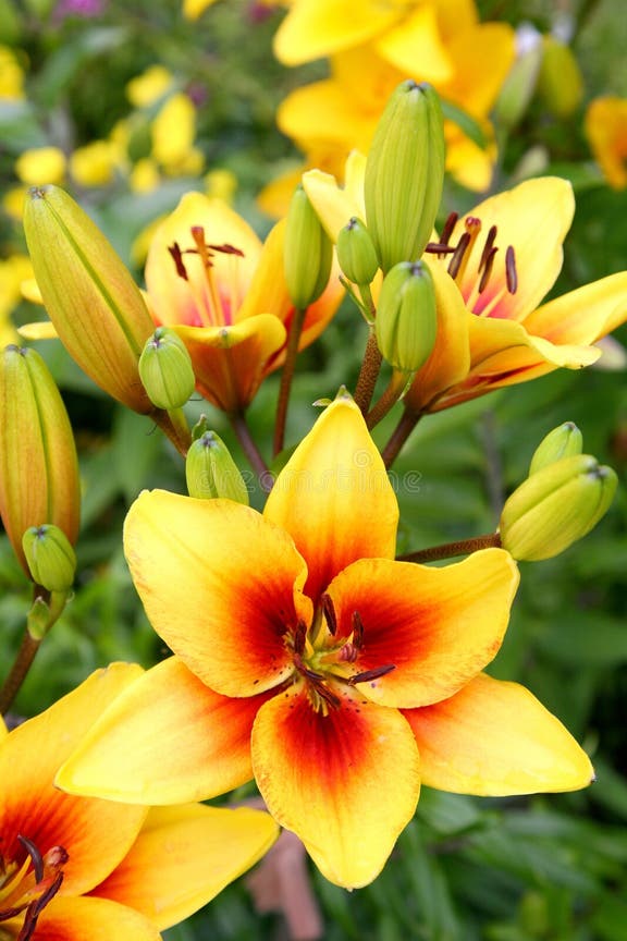 Lily stock photo. Image of grass, funnel, fleshy, calling - 4191572