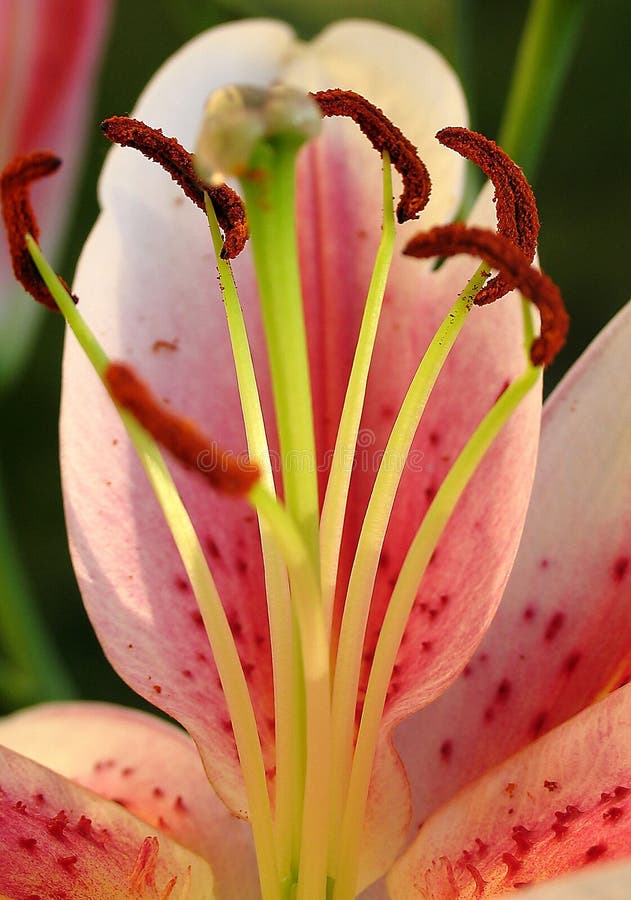 Lily stock photo. Image of pink, catkin, open, ament, lily - 43986