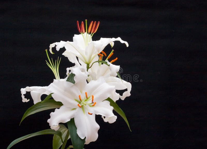 Easter lily stock image. Image of dirt, pollen, pollinate - 4638401