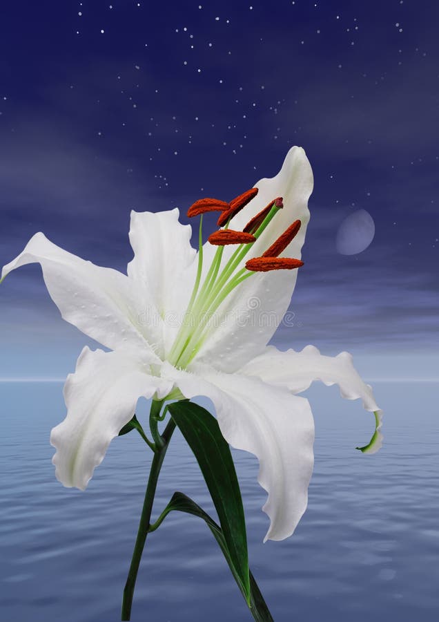Lily stock image. Image of bloom, moonlight, ocean, lily - 656553