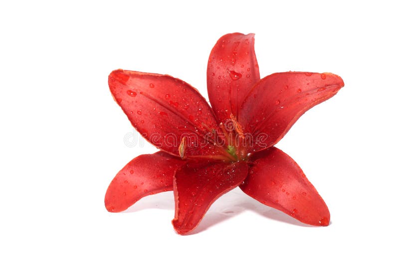 Lily stock photo. Image of flora, fresh, nature, stalk - 7186666