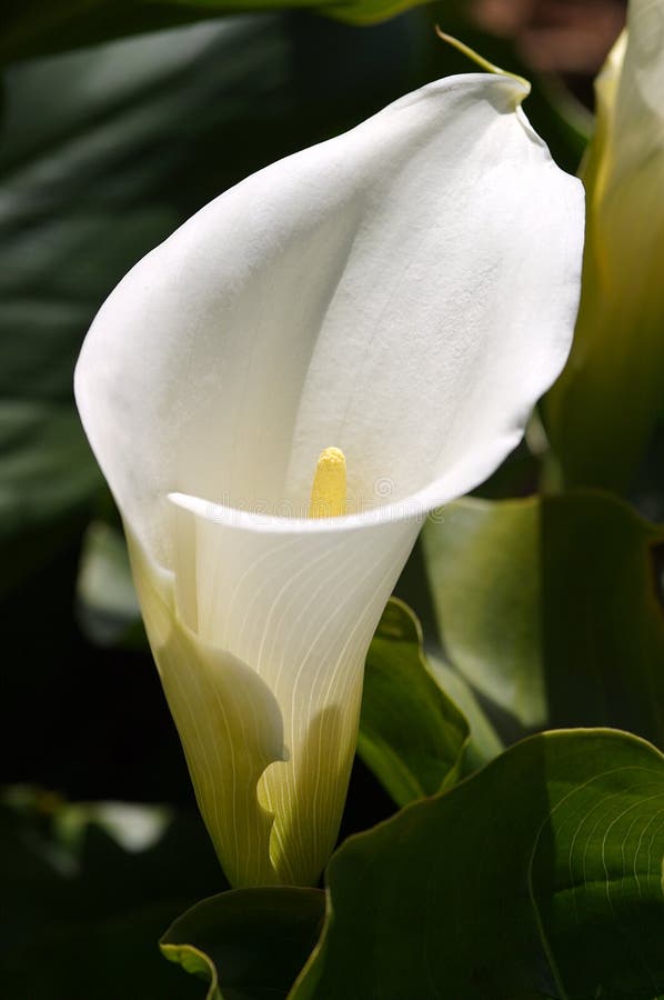 Lilly, South Africa stock image. Image of kirstenbosch - 195699