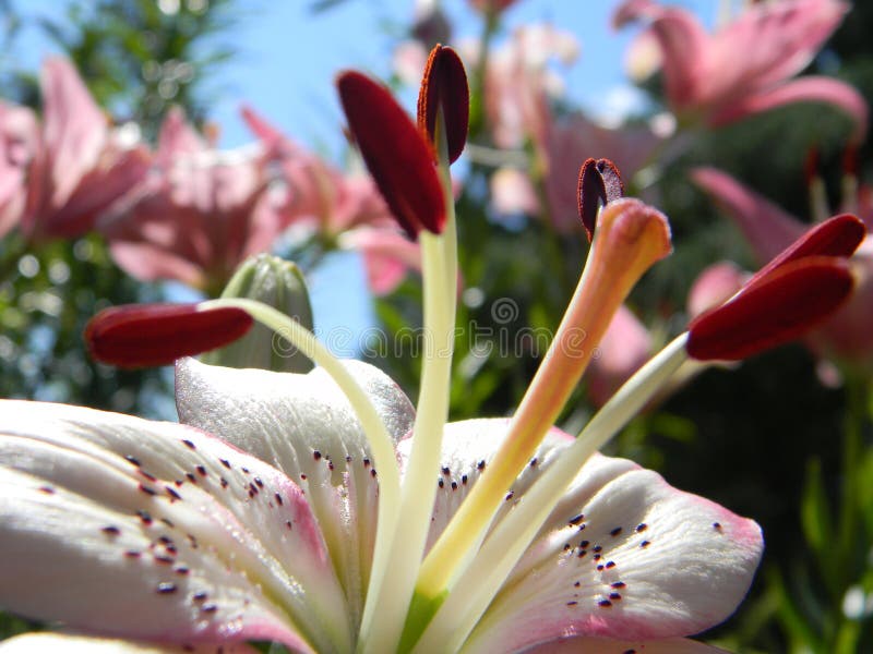 Lily abstract stock image. Image of flowers, abstract - 96574573