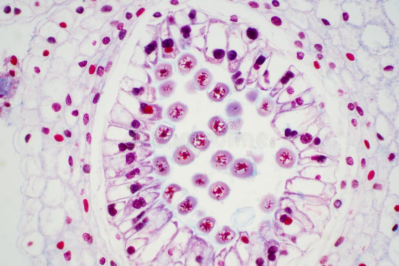 Anther Micrograph Stock Photos - Free & Royalty-Free Stock Photos from ...