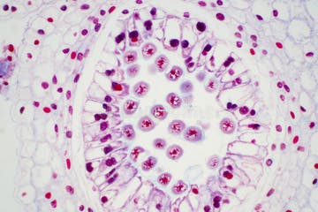 105 Cross Section Dna Stock Photos - Free & Royalty-Free Stock Photos ...