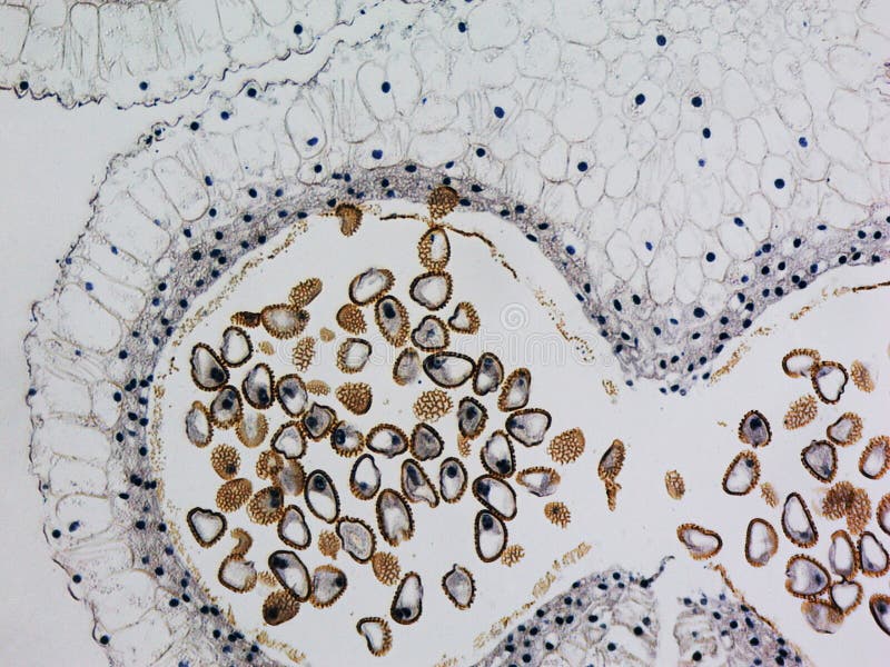 Lily anther micrograph stock image. Image of macro, cells - 48456841