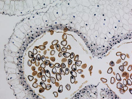 Lily anther micrograph stock image. Image of macro, cells - 48456841