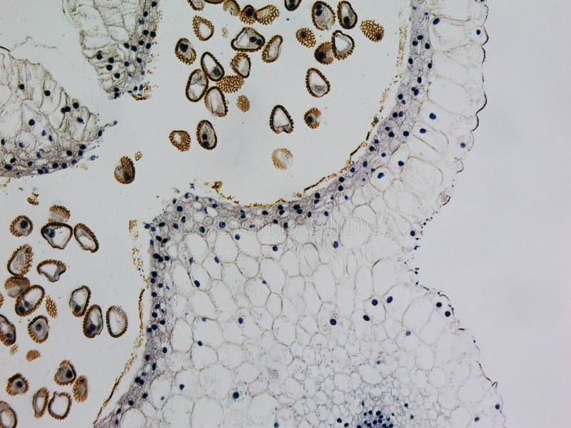 Lily anther micrograph stock image. Image of slides, slide - 48484157