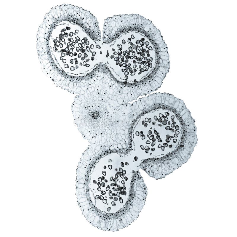 Lily anther micrograph stock image. Image of photomicrograph - 114524759