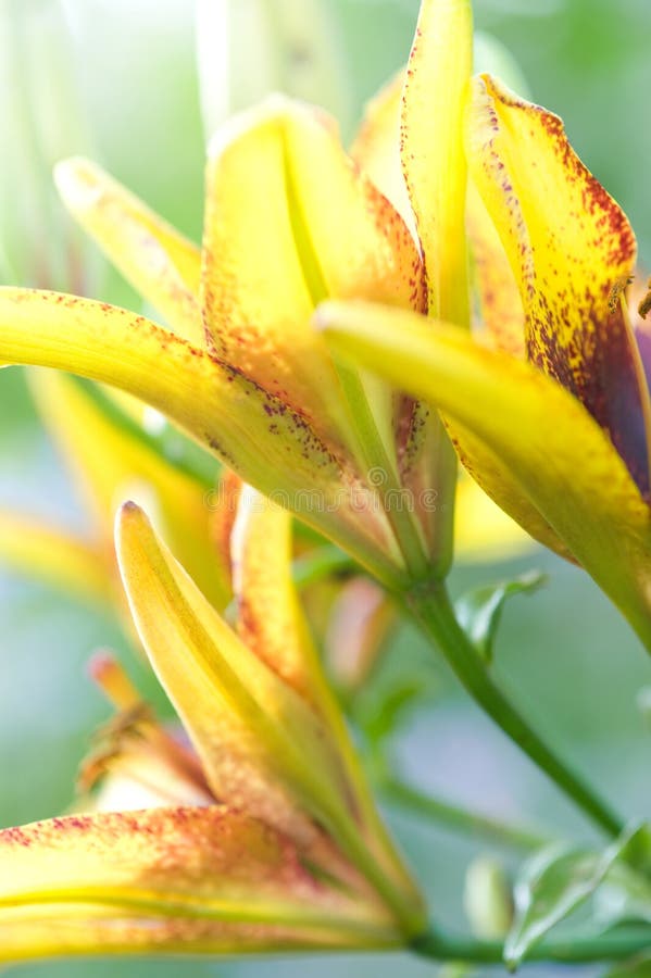 Lily background stock image. Image of blossom, fresh - 25448631