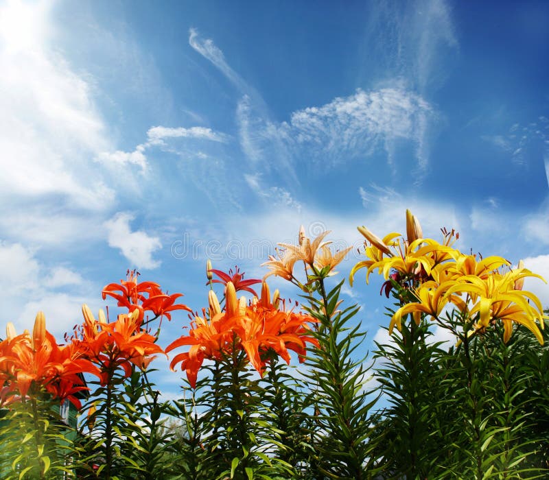 Lily on the Background of High Sky with a Fancy Cloud Like a Bi Stock ...