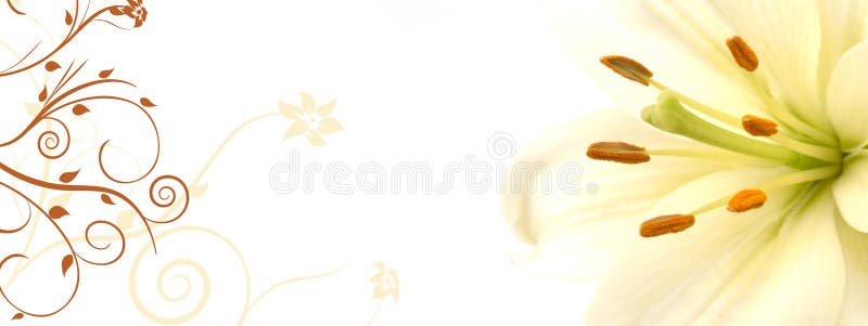 Lily banner stock illustration. Illustration of gerbera - 2694130
