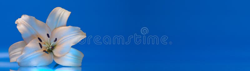 349,777 Celebration Banner Photos - Free & Royalty-Free Stock Photos ...