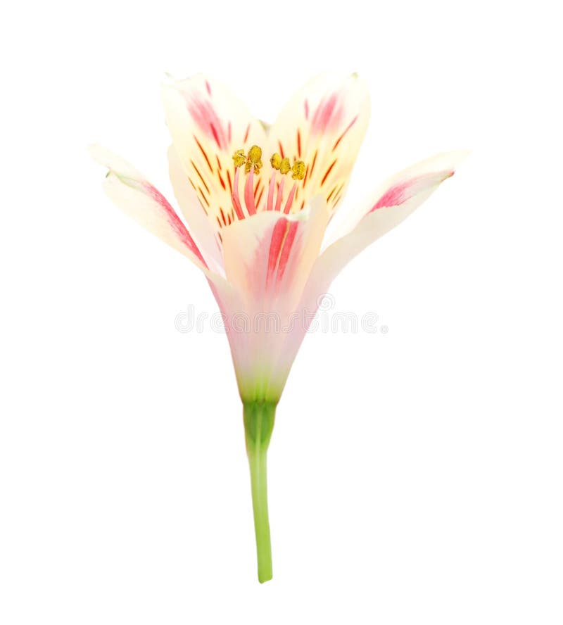 Lily petal stock image. Image of close, smell, pink, natural - 4646005