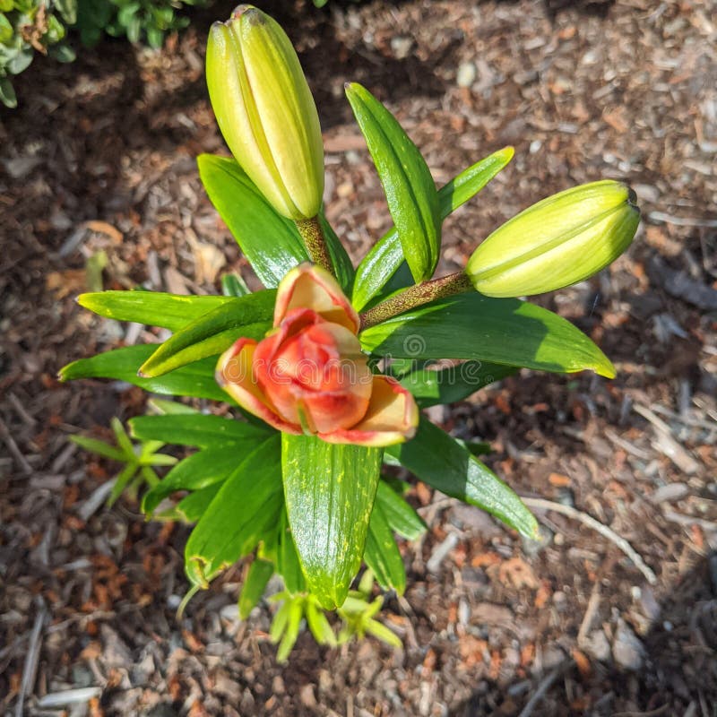 A Lily in Bloom Outdoors in Natures Beauty Stock Photo - Image of lily ...