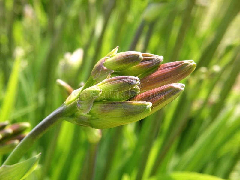 Lily blossom stock image. Image of blossom, blooming - 40872205