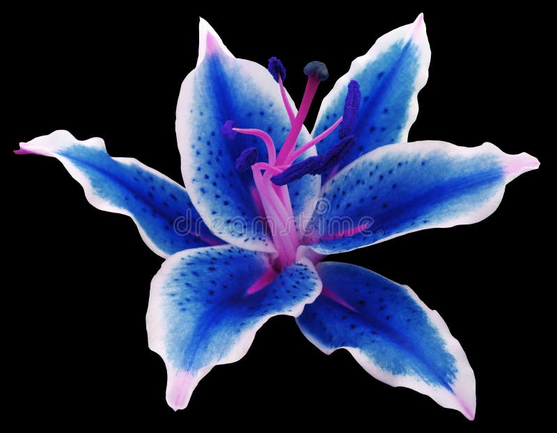 Lily Blue-white Flower on a Black Background Isolated with Clipping ...