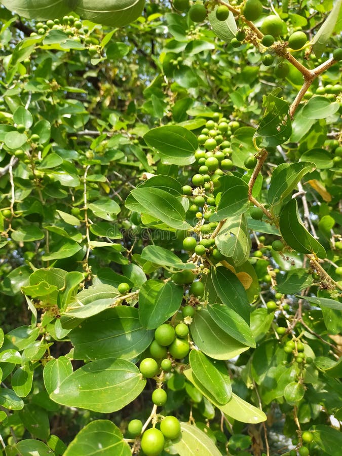 Lily Boredom and Bore, Green Tree Stock Image - Image of flower, garden ...