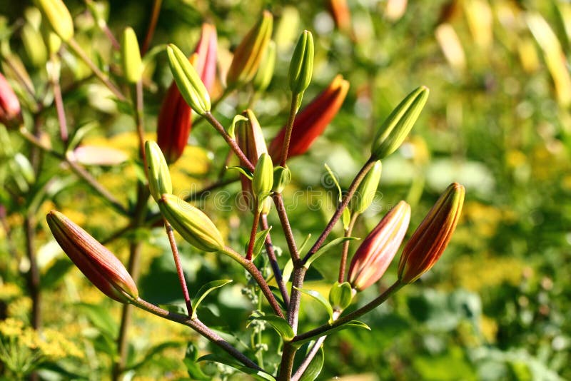 Lily buds stock photo. Image of sunset, lilies, open - 42549146