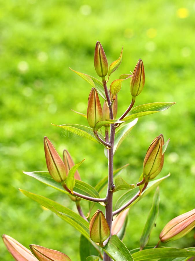 Lily buds stock photo. Image of sunset, lilies, open - 42549146