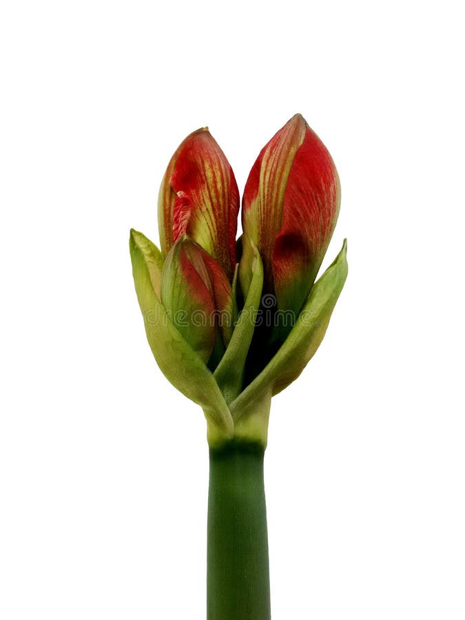 Lily buds stock photo. Image of clean, closeup, natural - 69066194