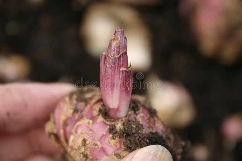 Lily bulb stock image. Image of sprouting, growing, life - 723081