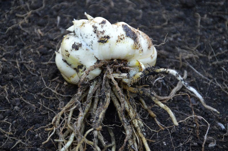 Lily bulb on the ground stock photo. Image of shoot - 359208950