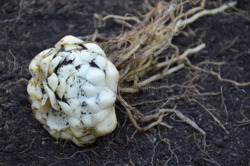 Lily bulb on the ground stock image. Image of plant - 359208953