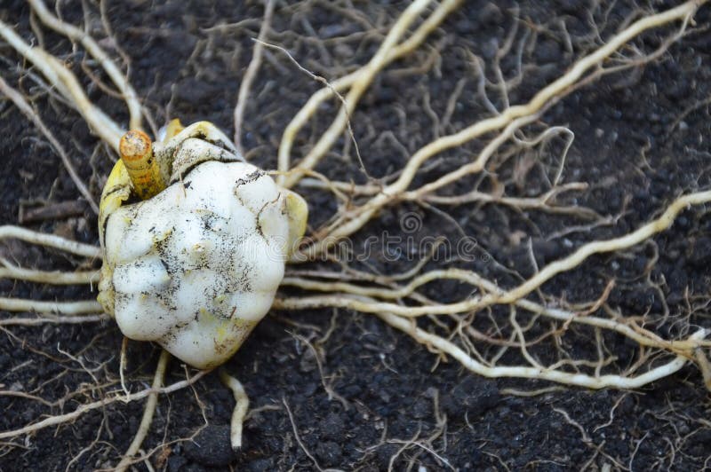 Lily Bulb with Root on the Ground Stock Image - Image of garden, root ...