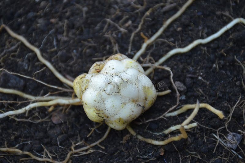 Lily Bulb Ground Top View Stock Photos - Free & Royalty-Free Stock ...