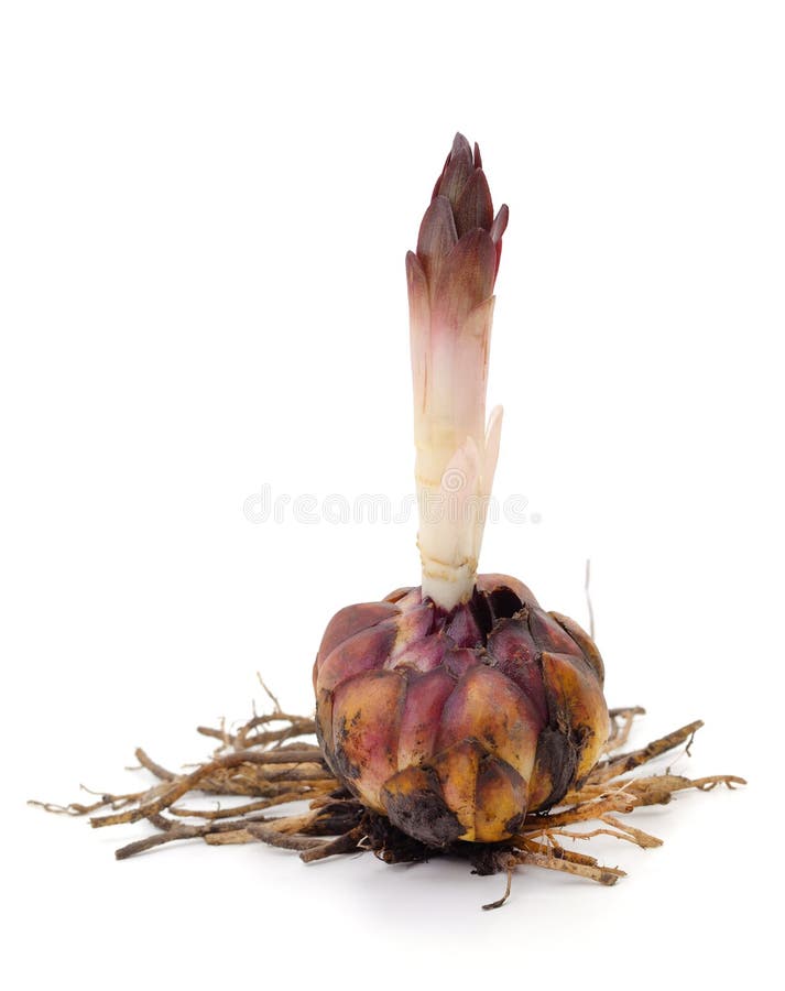 Lily Bulb with Sprout and Roots Stock Photo - Image of sprout, lily ...