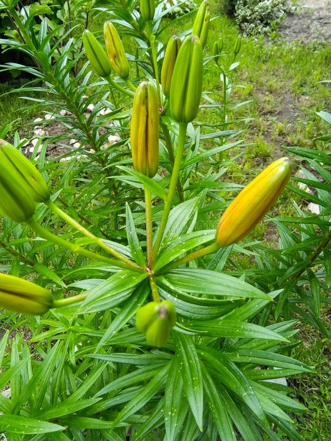 Lily bulbs stock image. Image of green, flowers, lily - 72795175