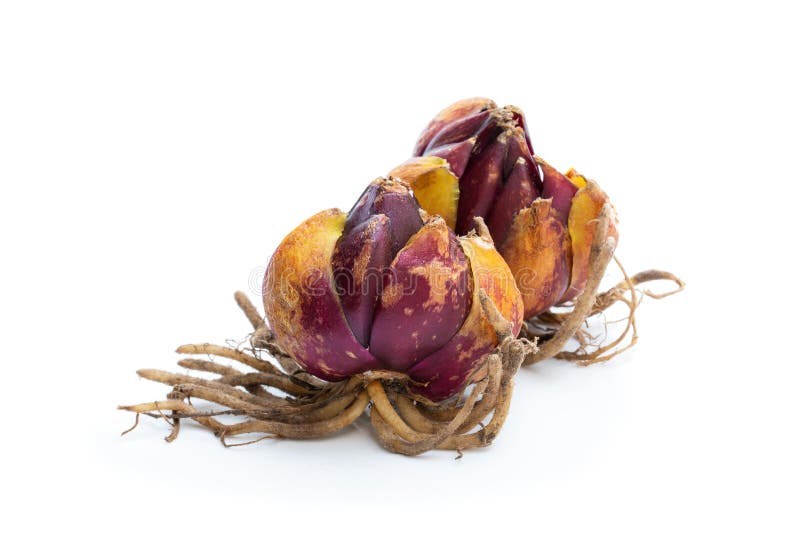 Lily Bulbs Isolated on White. Ready To Plant Stock Image - Image of ...