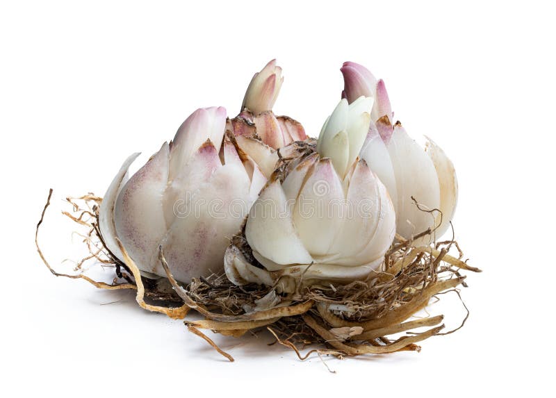 Lily Bulbs Isolated on White. Ready To Plant Stock Photo - Image of ...
