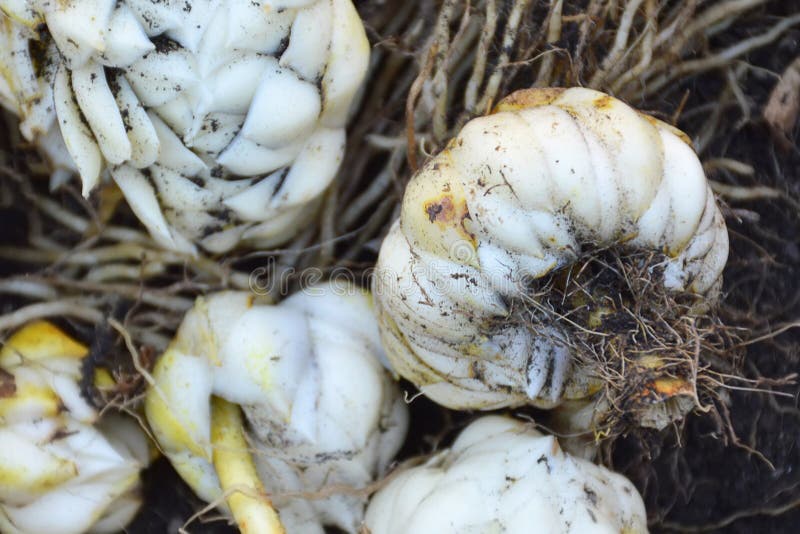 Lily Bulbs Ready for Planting Stock Image - Image of horticulture, view ...