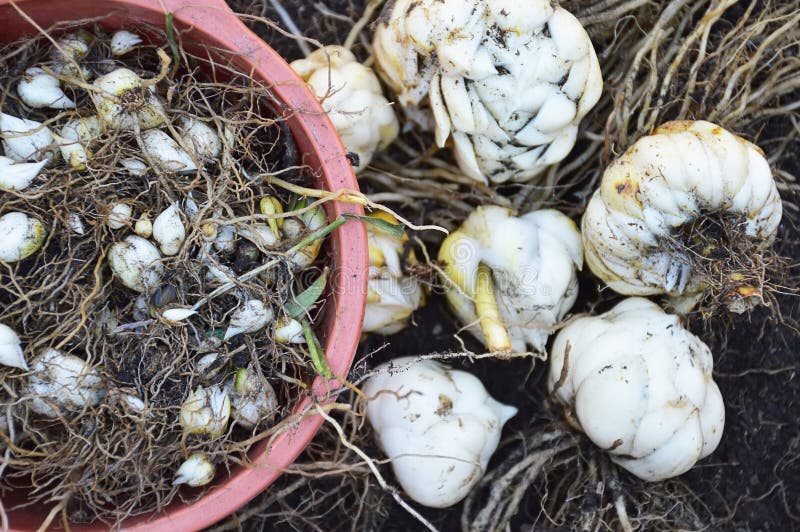 Lily Bulbs Ready for Planting and Propagating Stock Photo - Image of ...