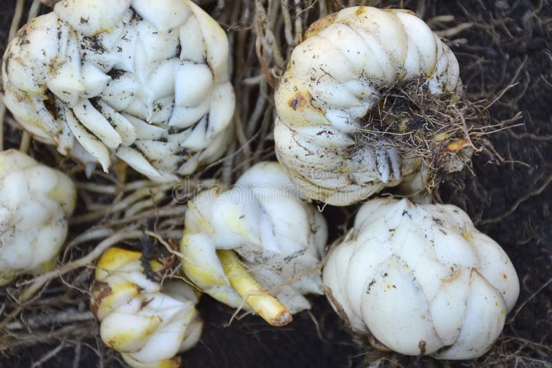 Lily Bulbs with Roots on the Ground Ready for Planting Stock Photo ...