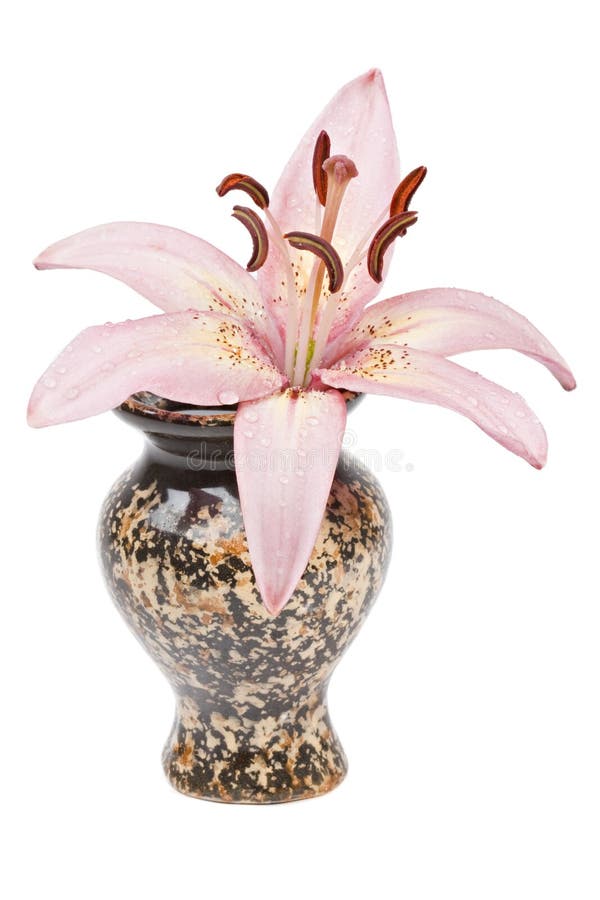 Lily in a ceramic vase stock photo. Image of petal, leaf - 16761858