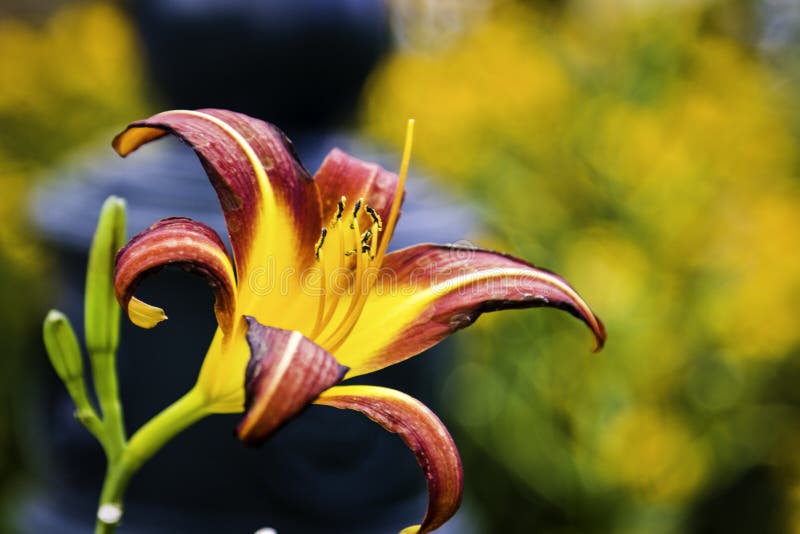 Lily in the City stock photo. Image of spring, summer - 55082590