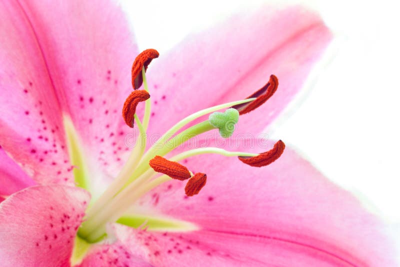 Lily in close-up stock image. Image of florist, natural - 27551255