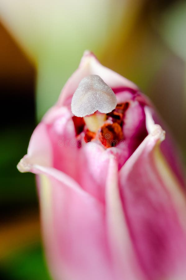 Lily Closed Petal Bulb about To Spring Open Macro Stock Photo - Image ...