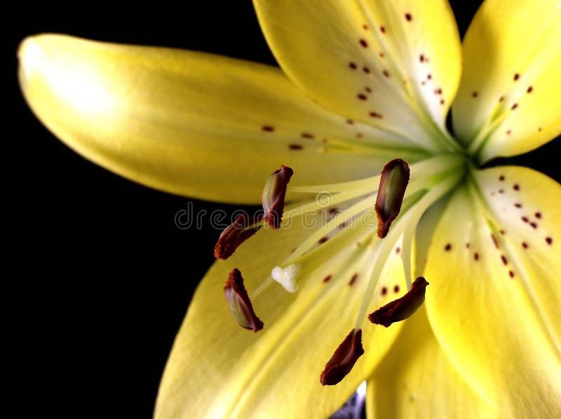 Lily closup stock photo. Image of dots, colseup, smell - 477700