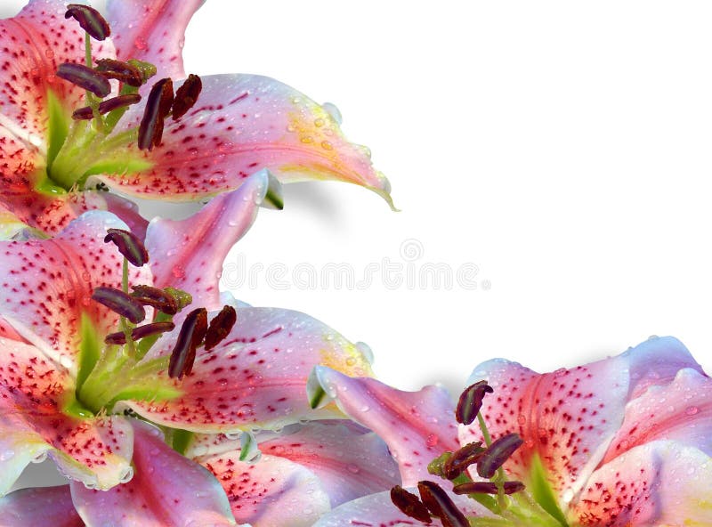 Asian Lily Floral Selective Color Stock Illustration - Illustration of ...