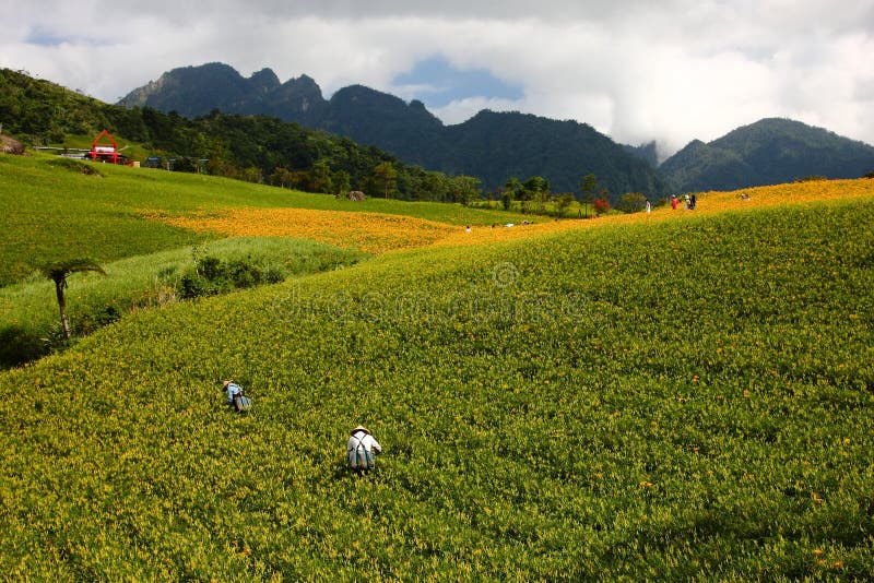 Lily field stock image. Image of vibrant, outside, agriculture - 10299629