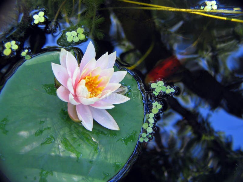 Lily and Fish stock image. Image of floral, garden, close - 182397
