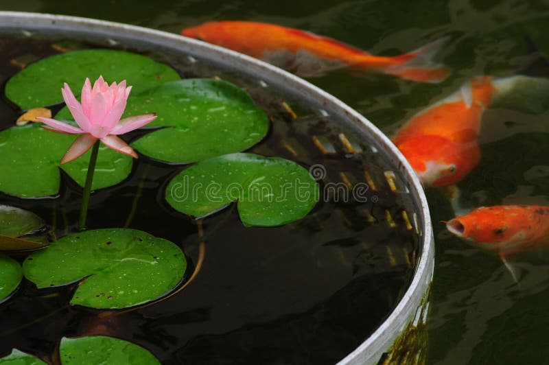 Lily and Fish stock image. Image of floral, garden, close - 182397